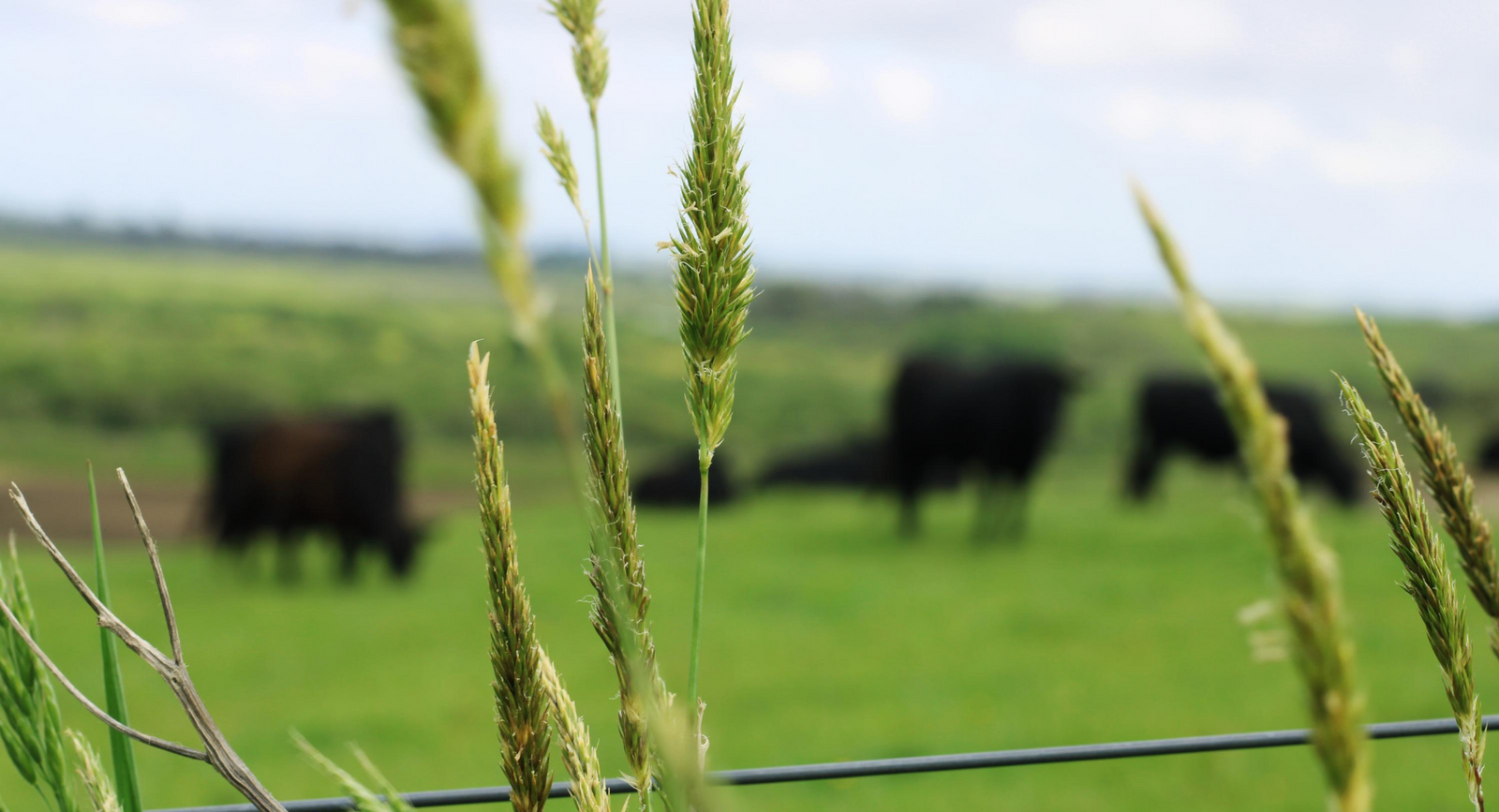 OUR MEAT – Pokeno Bacon NZ