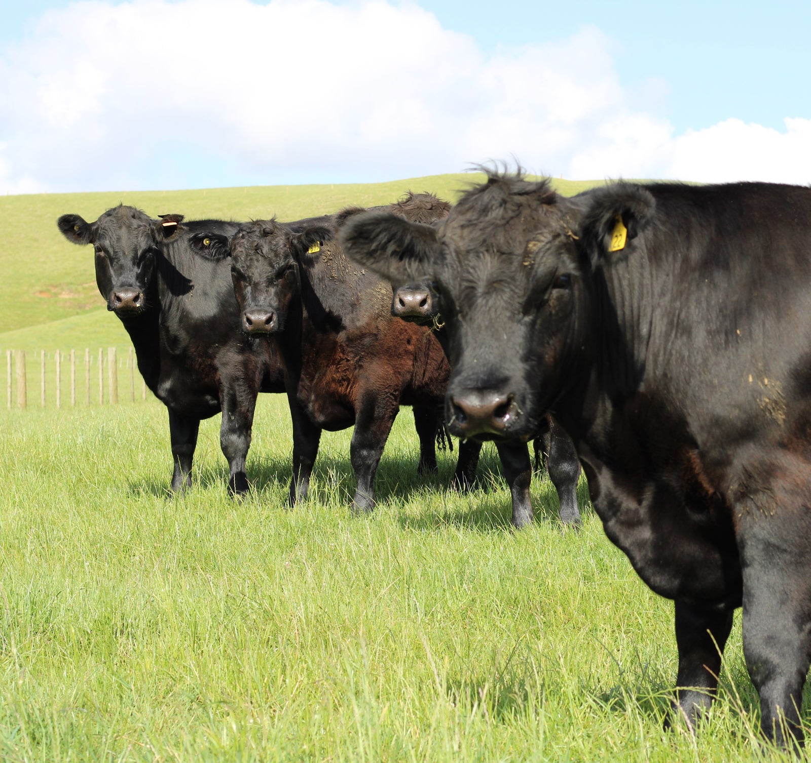 OUR MEAT – Pokeno Bacon NZ